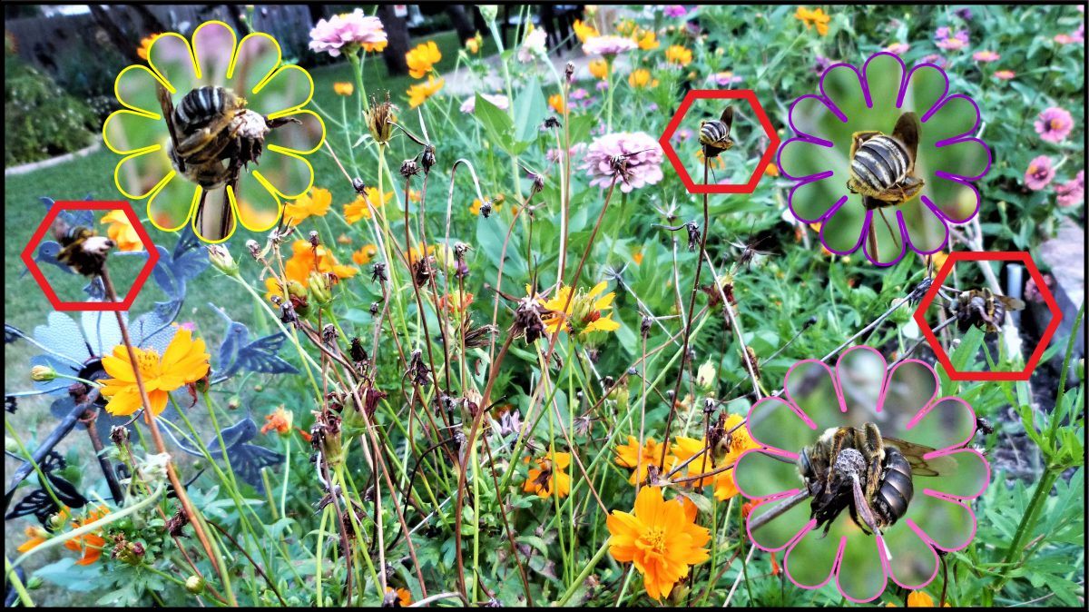 Flower “bed” works overtime as overnight bachelor pad for solitary bees ...