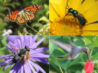 Monarch Butterfly and Pollinator Festival – Texas Butterfly Ranch
