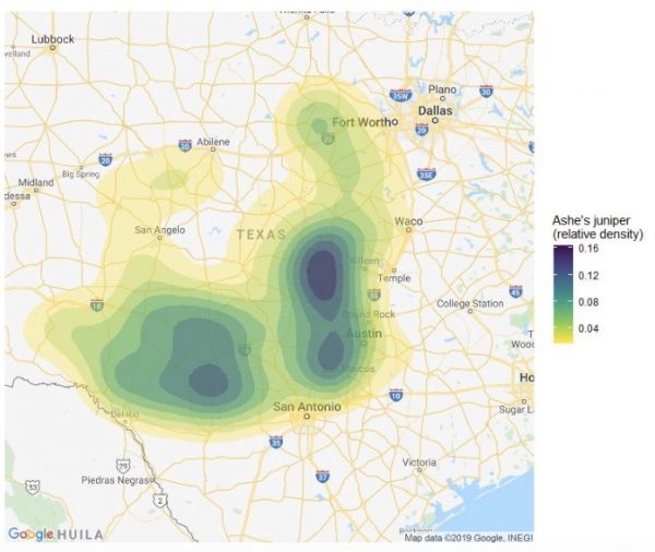 Pollen Trackers taps citizen scientists to monitor cedar pollen for ...