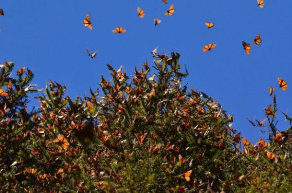 Monarch butterfly numbers drop 53% as spring migration begins – Texas ...