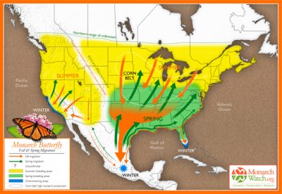 “Things look good” as 2021 monarch butterfly migration takes flight ...