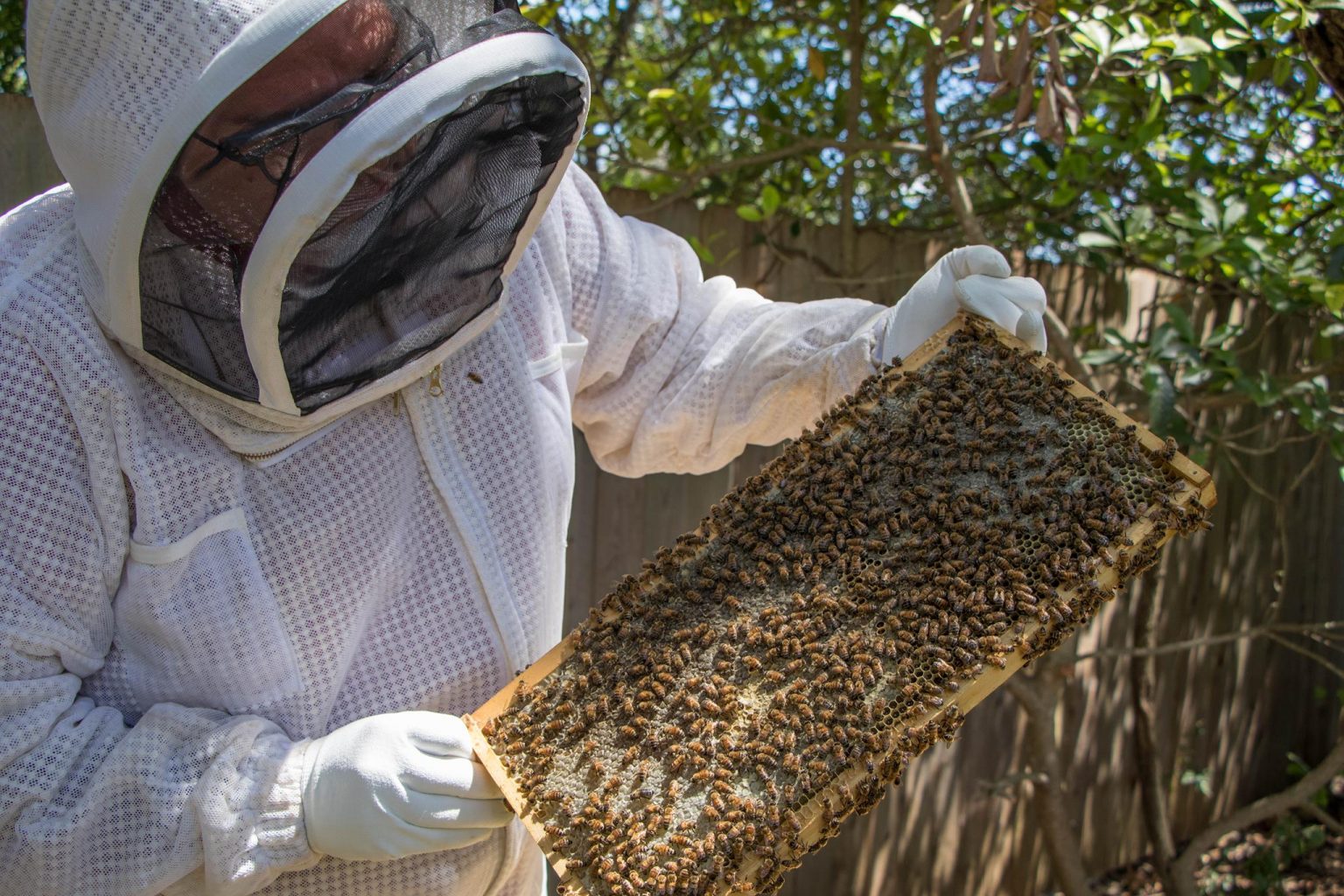 BEESAT honey, anyone? San Antonio apiary program brings beehives to ...