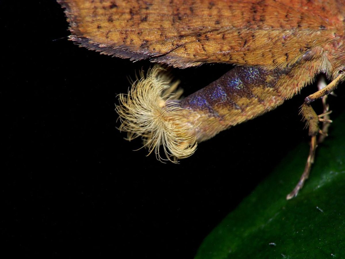 Queen butterfly: is that a hair pencil in your pocket or are you glad ...