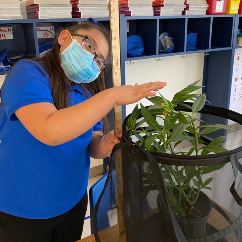 Get your wings on for the seventh annual Monarch Butterfly and ...