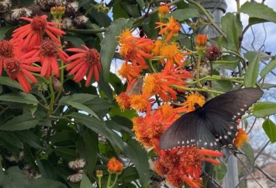 Texas Butterfly Ranch – We Love the Whole Life Cycle