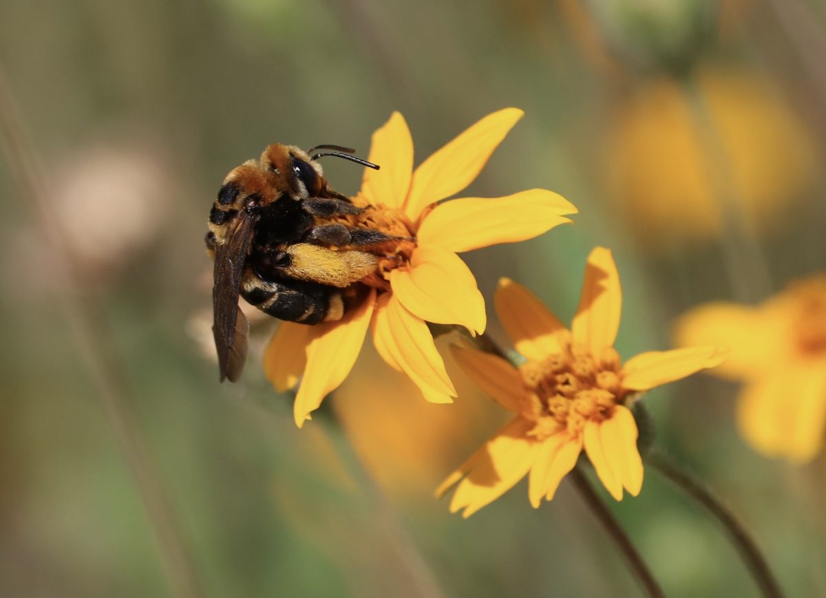 Please vote! 2023 Unofficial Pollinator Plant of the Year: Mealy Blue ...