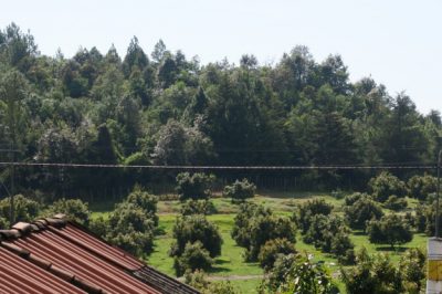 Should we give up avocados to help save the monarch butterfly roosting ...