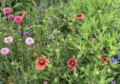 Pollinator habitat initiative reaches 1,024 gardens and growing – Texas ...