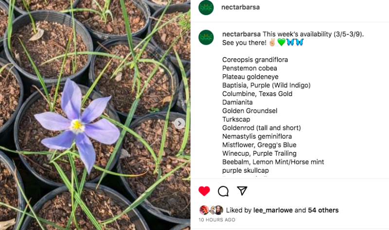 Finally! San Antonio gets its first native plant nursery, the Nectar ...