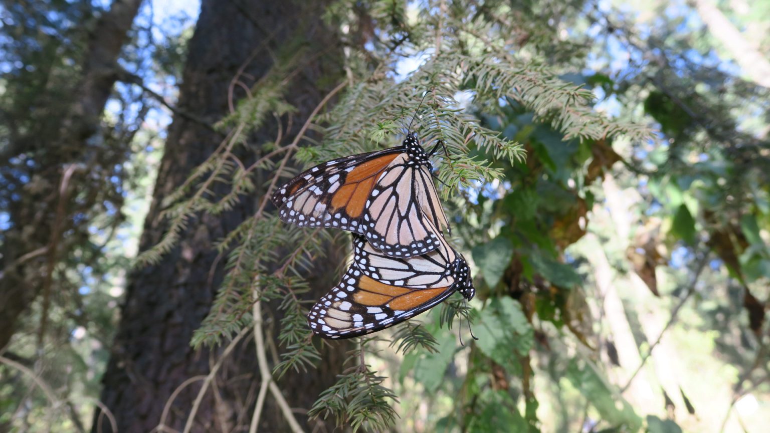 Monarch butterflies heading our way as wildflower bounty awaits – Texas ...